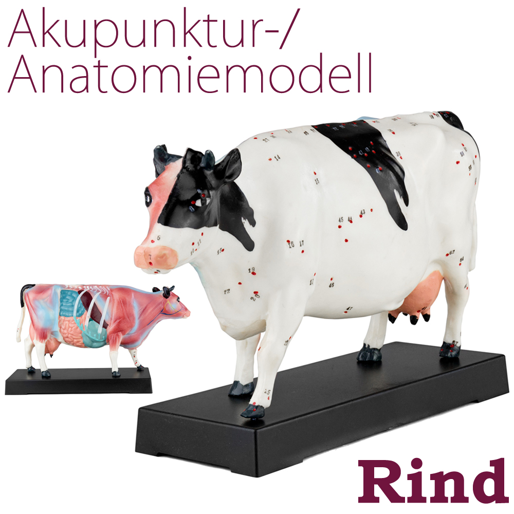 Akupunktur Anatomie TCM Rind Körper Modell Figur Kuh Tier Muskelmodell ...