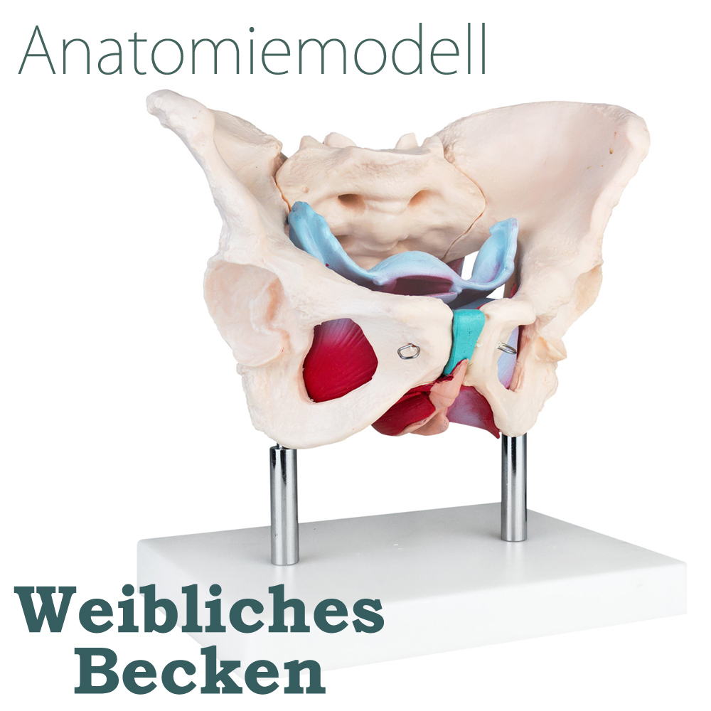 Anatomie Modell weiblicher Beckenboden, Lebensgroßes weibliches Becken ...