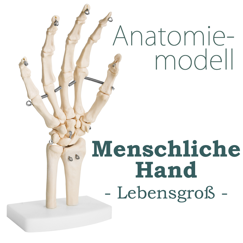 Anatomie Skelett Mensch Modell Skelett Hand Lebensgroß Fingerknochen ...