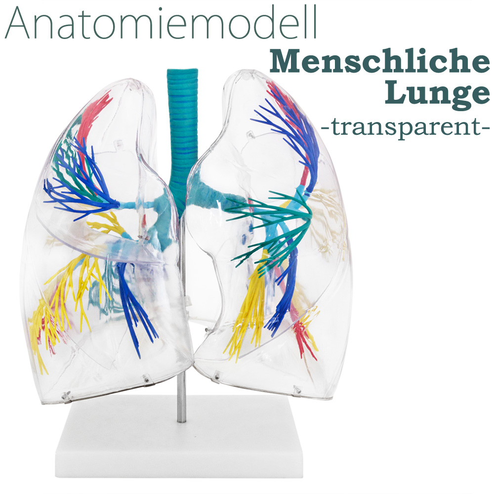 Modelo de anatomía Pulmones del Hombre Transparente Cuerpo Humano ...