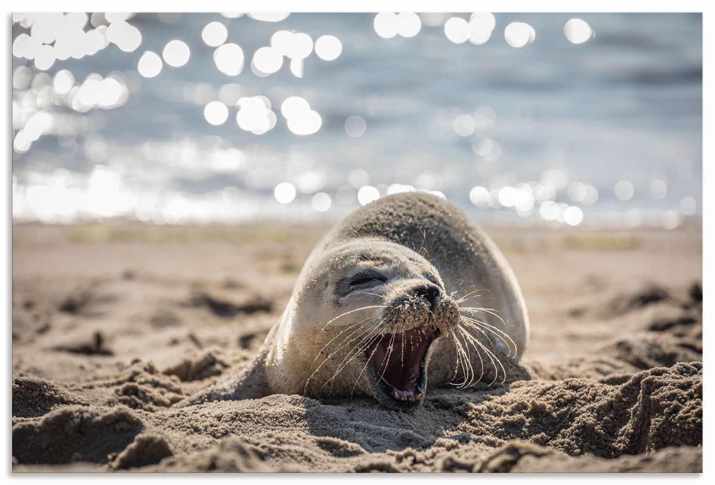 Fine Art Photography: Baby-Robbe am Strand von List, Sylt, Schleswig ...